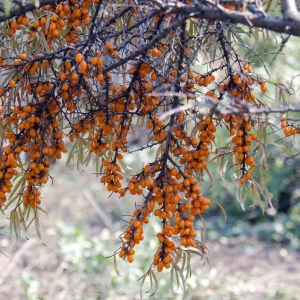 Rakytník řešetlákový: Zázračné bobule, které vyléčí četné neduhy ...